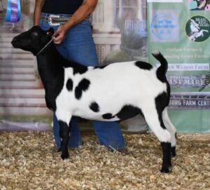 Myotonic Goat Registry – It's all about preserving the breed!